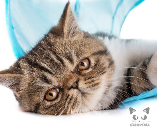 Gato Exótico, una Raza Felina muy interesante - Gatopedia.es