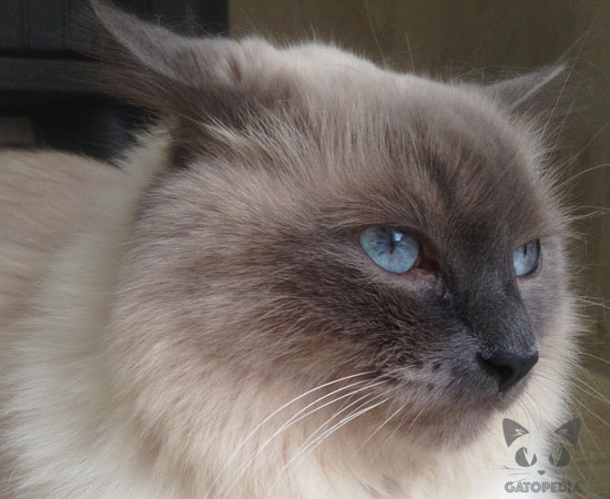 Gato Himalayo, Origen y Personalidad - Gatopedia.es