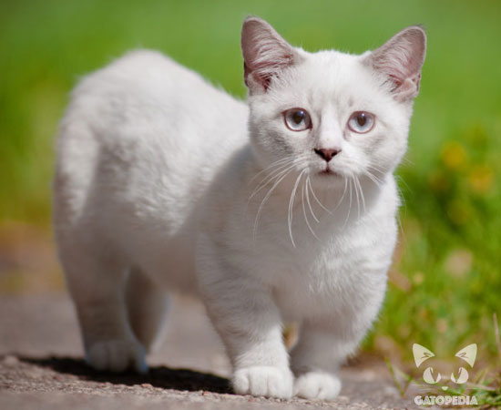 Gato Munchkin, la Raza de las Patas Cortas - Gatopedia.es