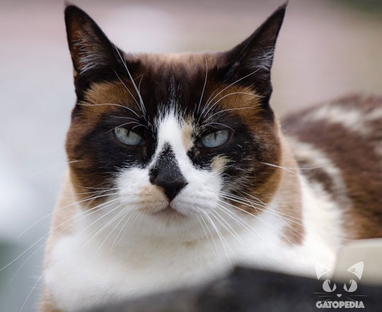Gato Snowshoe, Carácter y Cuidados- Gatopedia.es