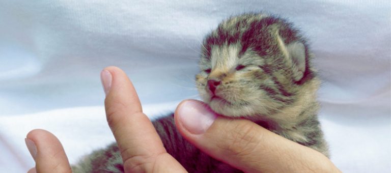 Cómo Saber si un Gato es Hembra o Macho - Gatopedia.es
