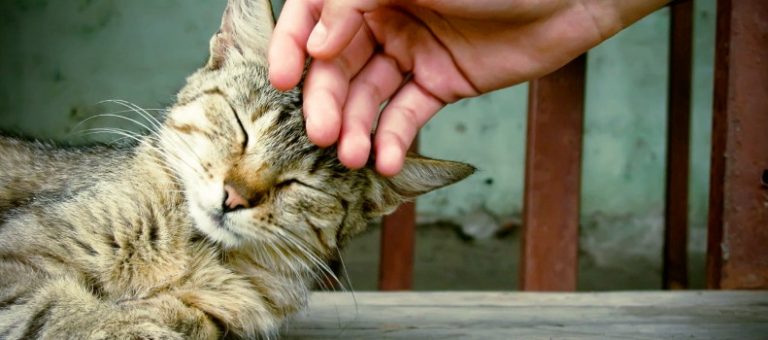 Por Qué los Gatos Ronronean - Gatopedia.es