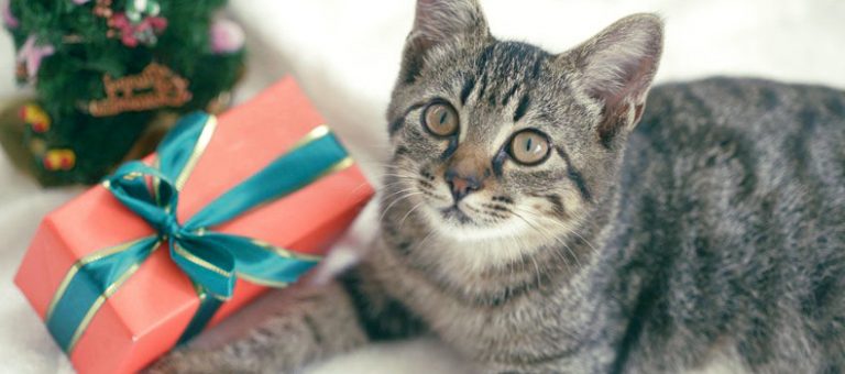 Los Mejores Regalos para Gatos, ¡No te los pierdas! - Gatopedia.es